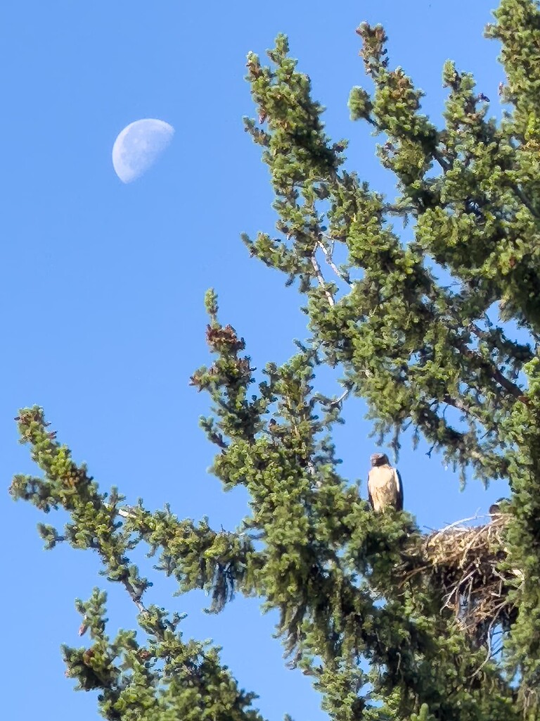 Downtown Hawk Family and the Moon - Travel and Locations - The ...